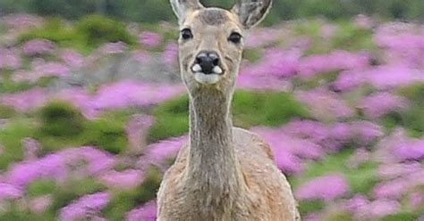 철쭉꽃속 사슴 한마리