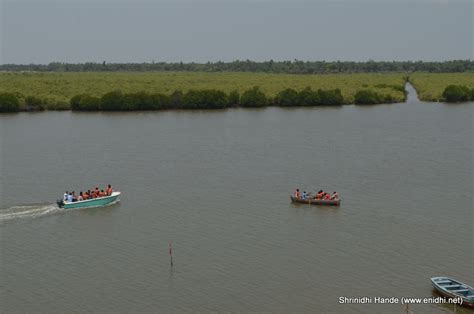 Pichavaram Mangrove Forest Boat Ride Enidhi India Travel Blog