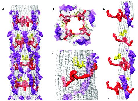 Three Non Myosin Densities Of The Drosophila Thick Filament Coloring