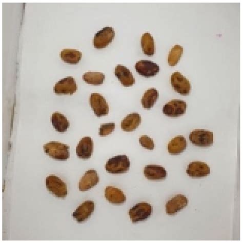 Date Fruit Classification Based On Surface Quality Using Convolutional