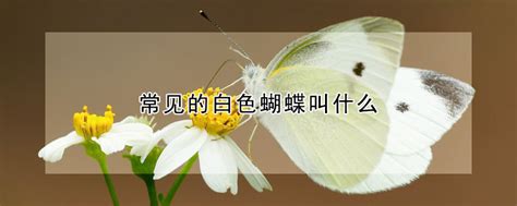 常见的白色蝴蝶叫什么 发财农业网
