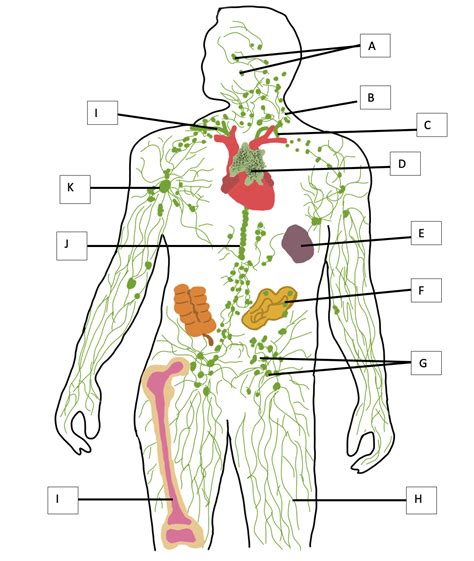 Lymphatic System Diagram Lymphatic System — Science Learning Hub
