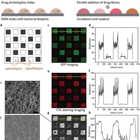 Pavel Levkin Professor Full Phd Karlsruhe Institute Of Technology Karlsruhe Kit