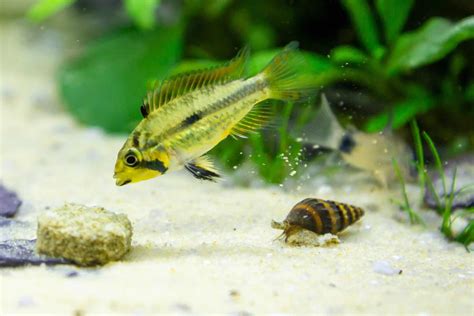 Assassin Snail Species Profile Care Guide And Lifespan