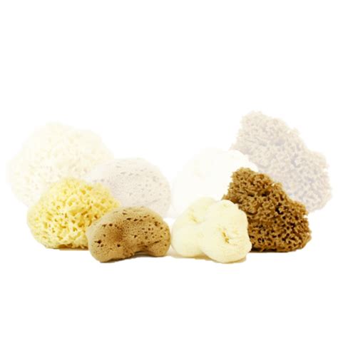 Sea Sponges Cose Della Natura