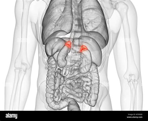 3d Rendered Medically Accurate Illustration Of The Adrenal Gland Stock