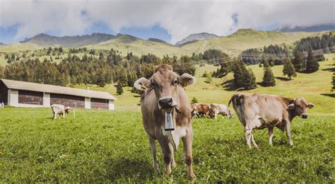 Parpan In Lenzerheide Skigebiet And Sommerferien Schweiz