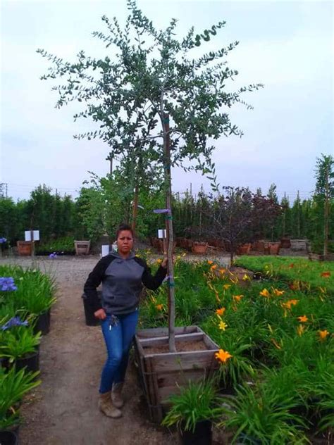 Coast Live Oak Garden View Landscape Nursery And Pools