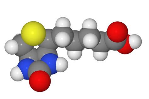 Space Filling Model Of Biotin Molecule Vicki Doe Fitness