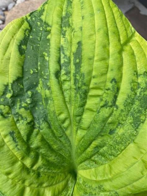 A Hands On Guide To Growing Hosta In Containers Garden For Indoor