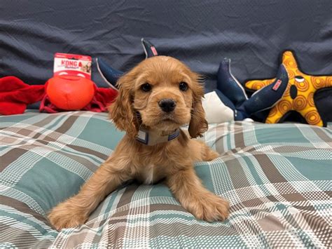 Cocker Spaniel Small Animal Buff Id26137 Located At Petland Las Vegas