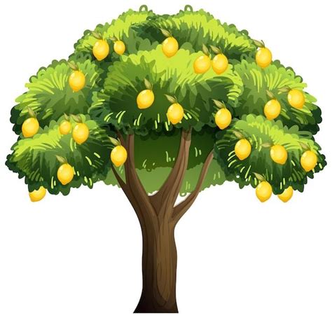 Premium Vector Vector Sketch Citrus Fruit Decorative Set Lemon Hand