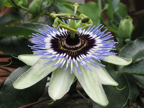 Passion Flower Or Clear Sky Flower Зантедеския Тилландсия Сенполия