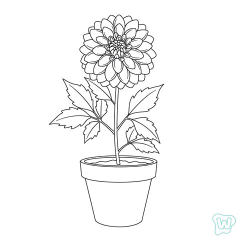 35 Flor Dália Para Colorir Download Pdf Gratuito