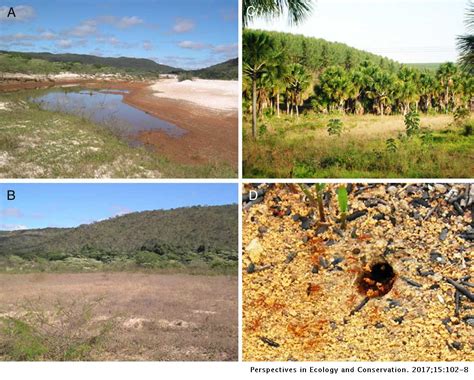 Influence Of Soil Granulometry On Average Body Size In Soil Ant