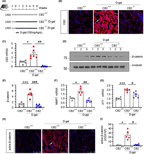 β‐catenin Signalling Is Inhibited By Cb2 Gene Ablation In D‐gal‐treated Download Scientific