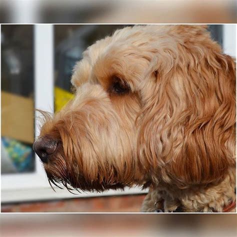 Teacup Dogs Daily ️ ️ Cockapoo Cockapoolove Cockapoosofinstagram