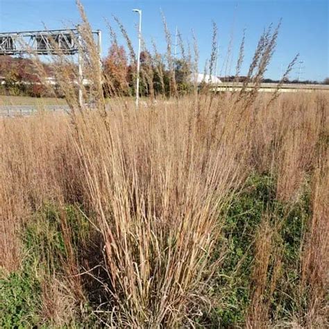 11 Native Grasses For Texas Gardens Id Pics Pond Informer