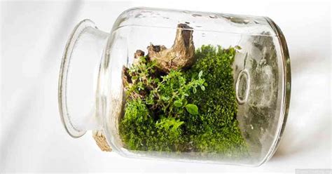 Should Bonsai Trees Be Kept Outside Bonsai Tree Help