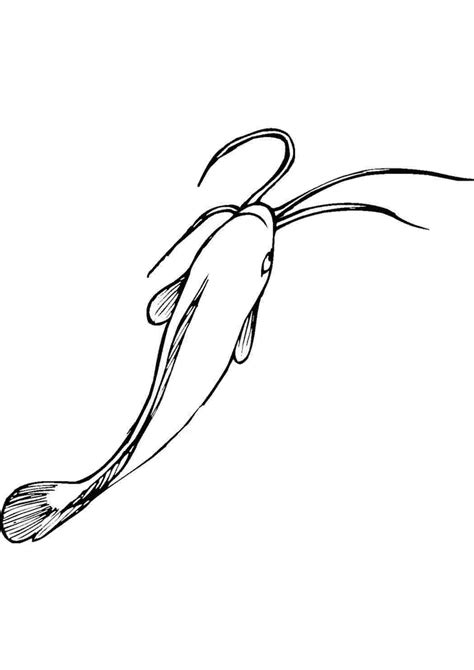 Раскраски раскраски животные раскраска сом Разукраска раскраски животные раскраска сом