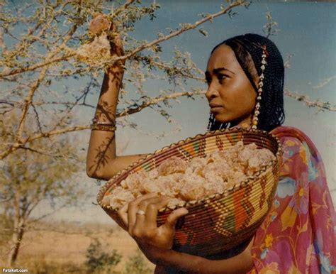 الصمغ العربي شاهد بالفيديو منتج السودان العالمي كيف يجري تجميعه