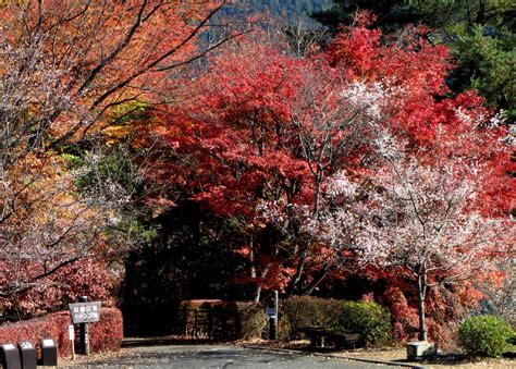 桜山公園は群馬県藤岡市の名所冬にもサクラが見られます JPTRP