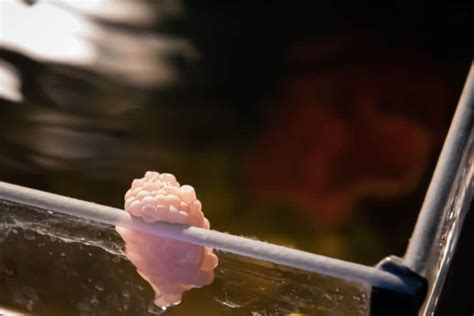 Aquarium Snail Eggs What To Do With Them