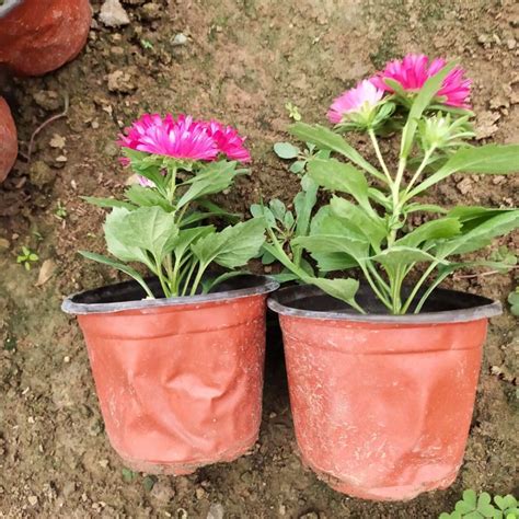 庭院草花品种 庭院花卉种植品种 第5页 大山谷图库