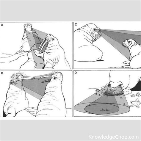 Walrus Vision Guide 🥷 Knowledge Ninja