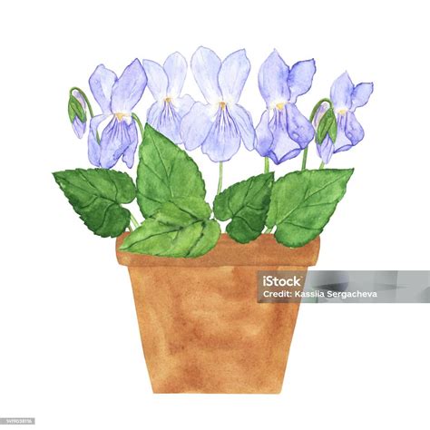 흰색 배경에 고립 된 점토 냄비에있는 나무 보라색 꽃 수채화 손 그리기 그림 디자인을위한 비올라 오도라타 요소 개화기에 대한