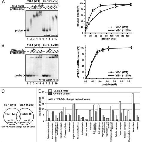 Effect Of Yb 1 Cleavage On Its Dna Binding Properties And Gene