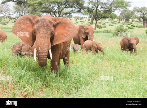 Herd Of African Elephants Loxodonta Africana Photographed In