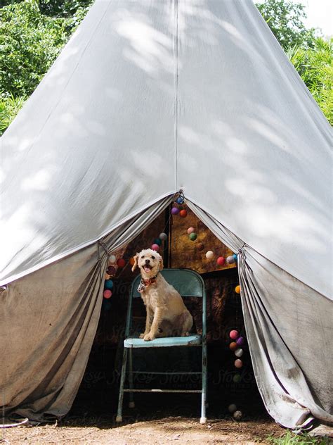 Happy Dog By Stocksy Contributor J Anthony Stocksy