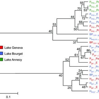 Upgma Clustering Of Nei S Genetic Distance Sample Size Bias Corrected Download Scientific