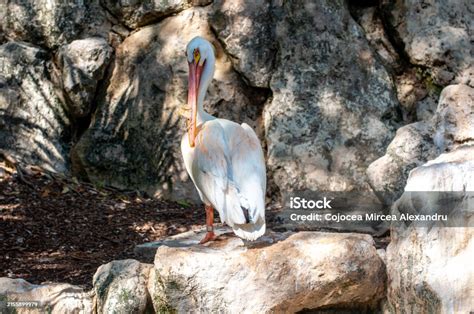 물가 근처의 울퉁불퉁한 바위 위에 우아하게 서 있는 장엄한 펠리컨 새의 눈에 띄는 깃털과 큰 부리가 잔잔하게 물결치는 파도를 배경으로 강조됩니다 0명에 대한 스톡 사진 및