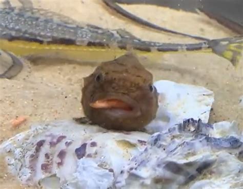 眼裡都是食物！氣球魚「被勾魂式」跟著游：快點給我啦 寵毛星球 生活 Nownews今日新聞