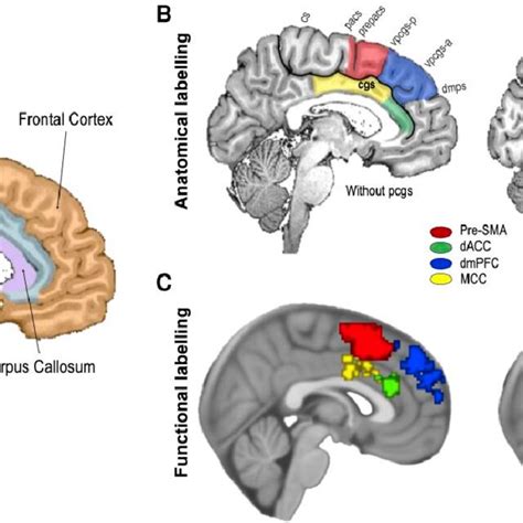 Connectivity Of The Dmpfc Dacc Area Functional Connectivity Maps In Download Scientific