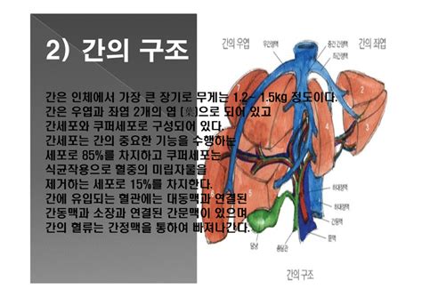 간질환 보고서 의약학
