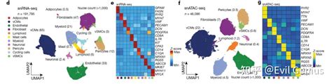 单细胞多组学（rna Atac）联合分析的智慧 知乎