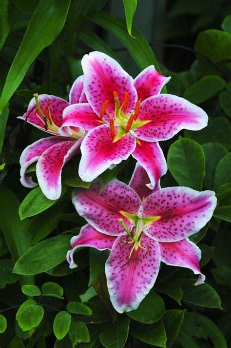 紅色百合花 每日頭條