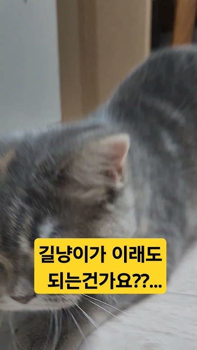 길냥이 지붕이가 너무 합니다어떻게해야 루비랑 잘 지낼수 있을까요 Youtube
