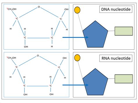 Nucleotides Dna And Rna Edexcel A Level Biology A Teaching Resources