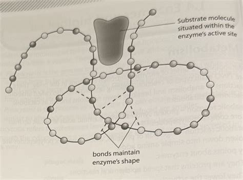 Enzymes Flashcards Quizlet