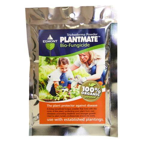 How To Get Rid Of Buxus Blight Kings Plant Doctor