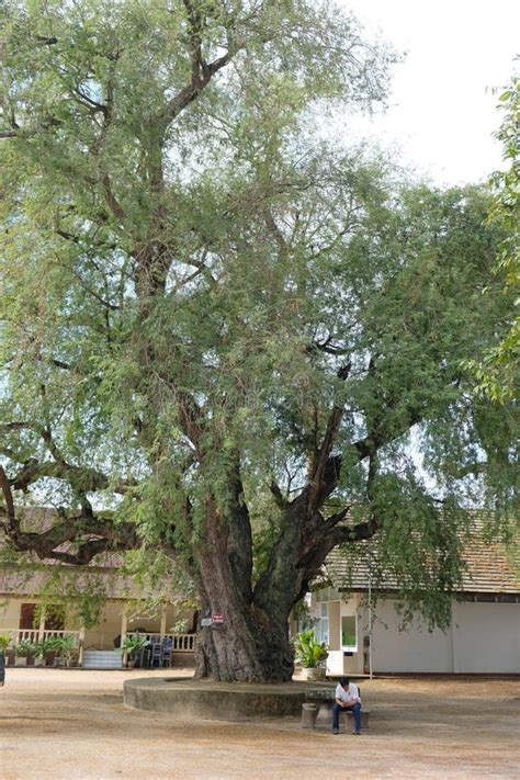 Tree Style Table And Sitting Chair At Khun Than National Park In Lampang Province Stock Image