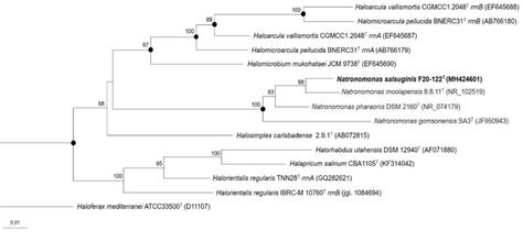 maximum parsimony phylogenetic tree reconstruction based on the 16s