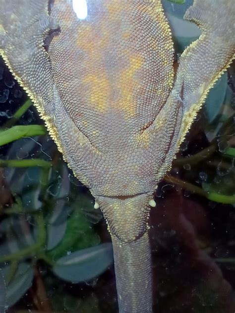 Gecko Sex Rcrestedgecko