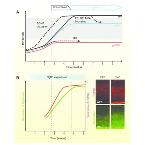 Aspects Of Visual System Plasticity Are Conserved Among Mammals A