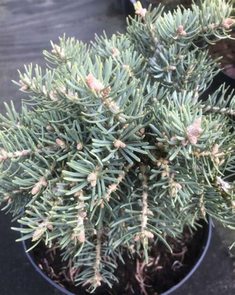 Пихта одноцветная Шуберт. (Abies concolor Schubert) Штамб купить в ...