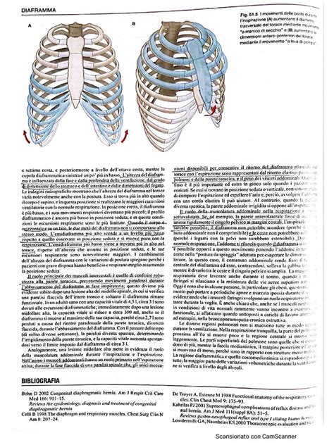 Anatomia | PDF